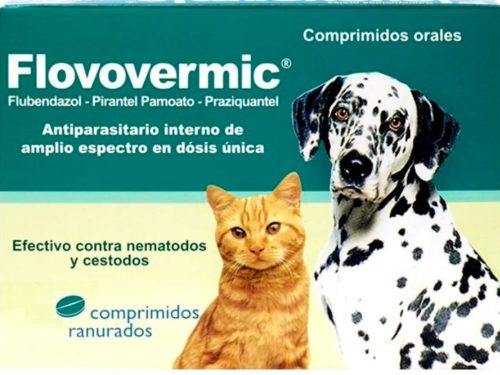 Perros archivos - Chimuelo.cl